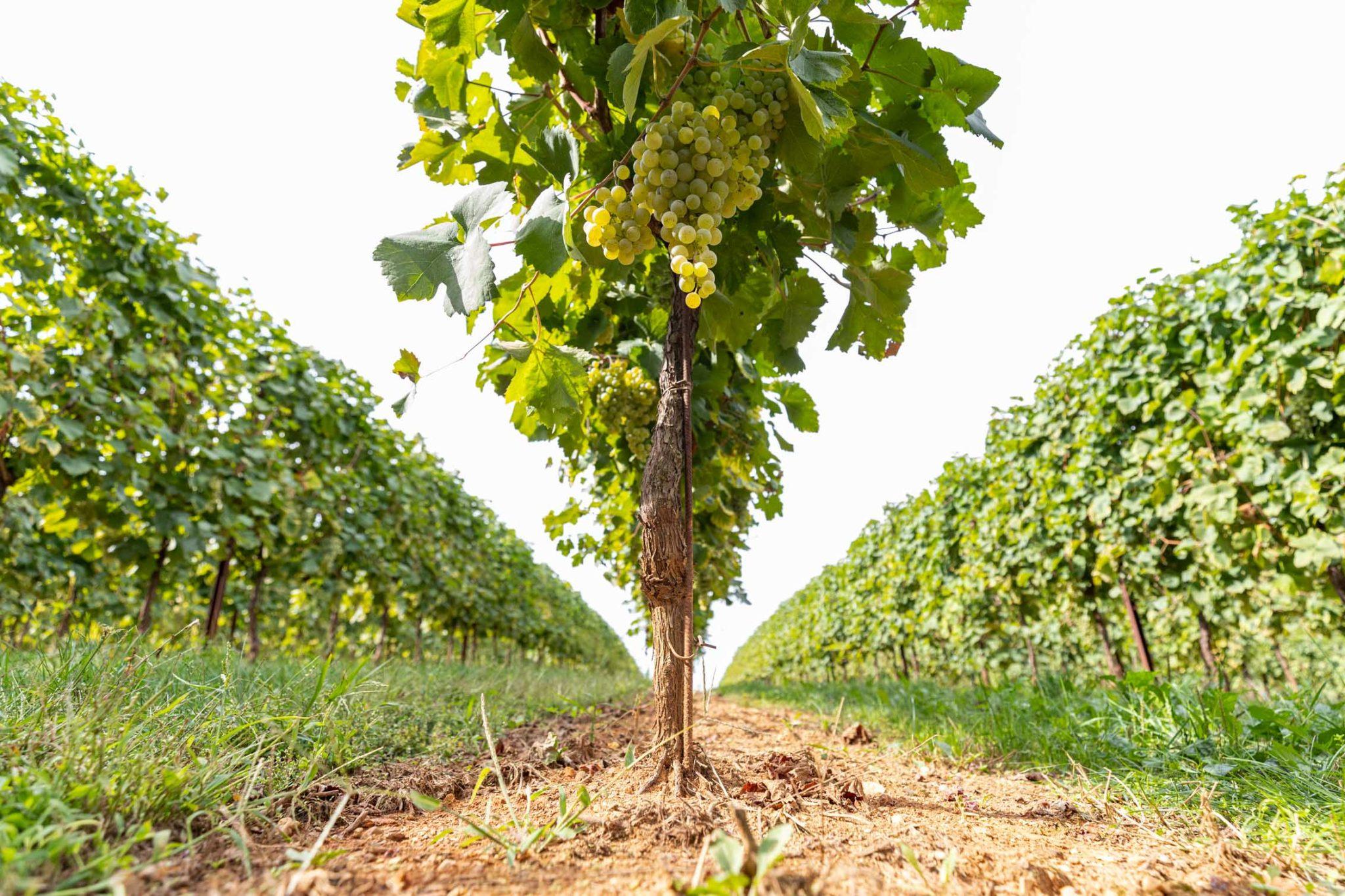 What is Glera, the Grape Behind Quality Prosecco - Terre dei Cavalieri